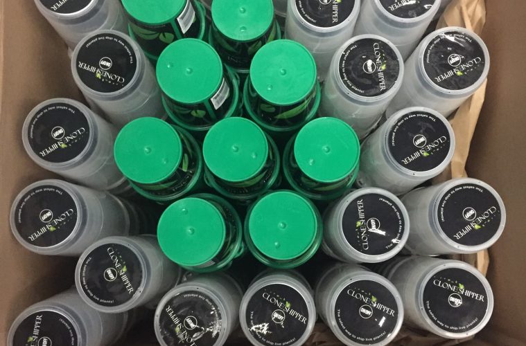 Whistler Medical Marijuana Corp. Begins Shipping Live Cannabis Plants ...