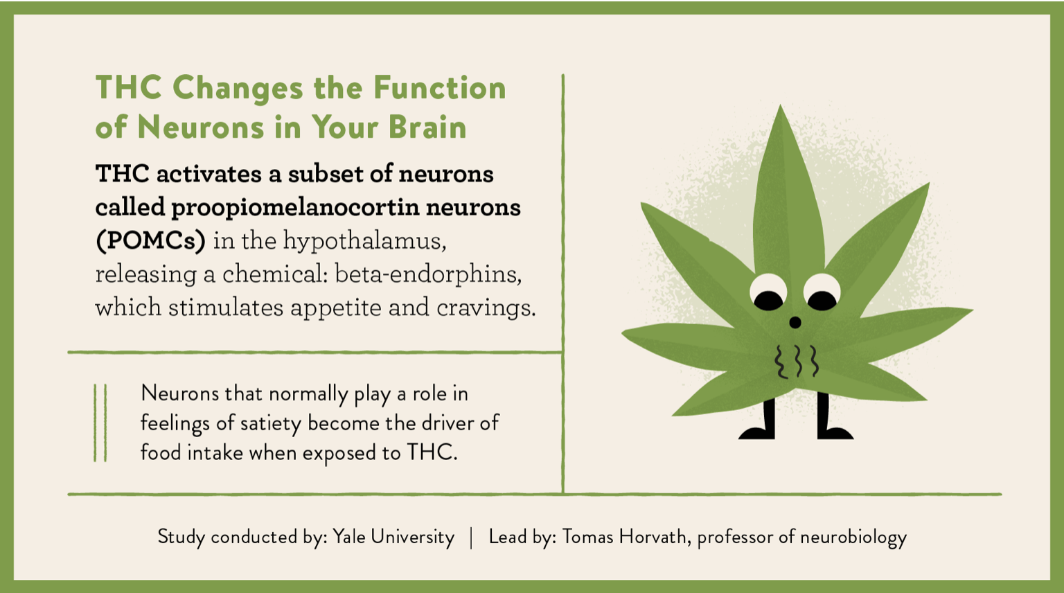 Cannabis And Appetite How And Why Cannabis Affects Appetite