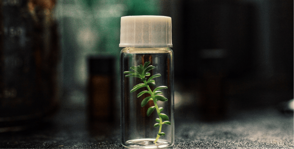 Cannabis Tissue Culture Cultivation: The Future for Growing Cannabis