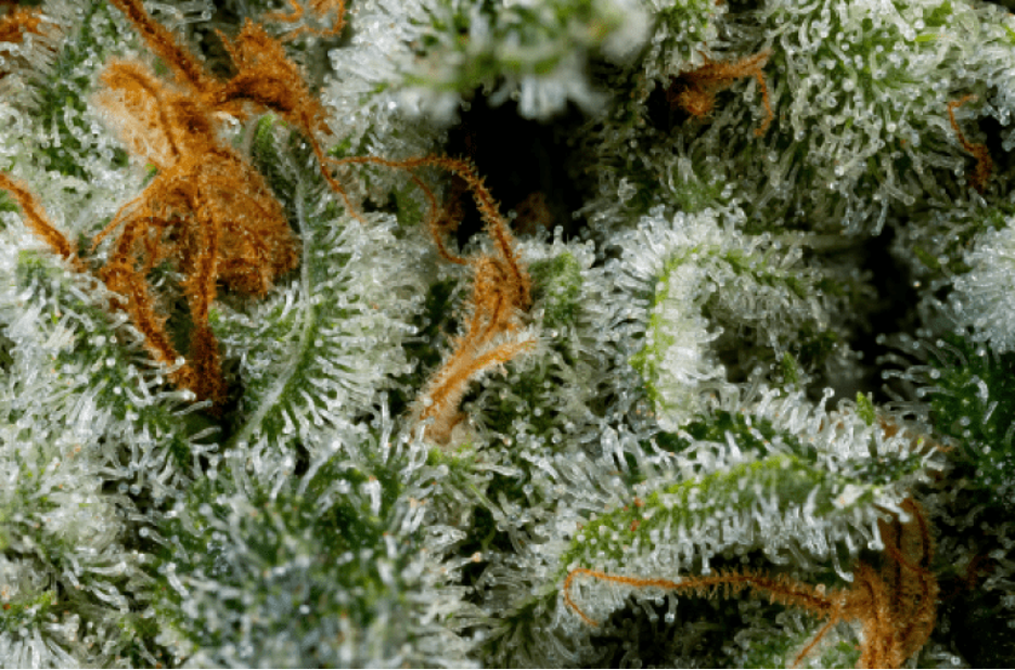 Five Best Hybrid Cannabis Strains (2022) Five Best Hybrid Cannabis Strains (2022)