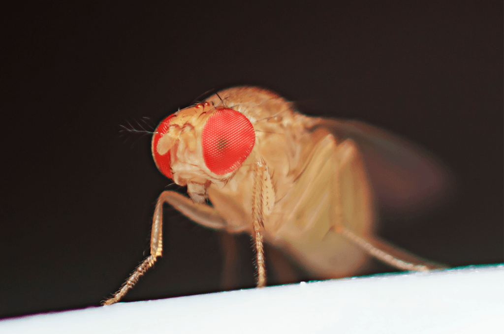 Insect light sensitivity caused by newly found endocannabinoid