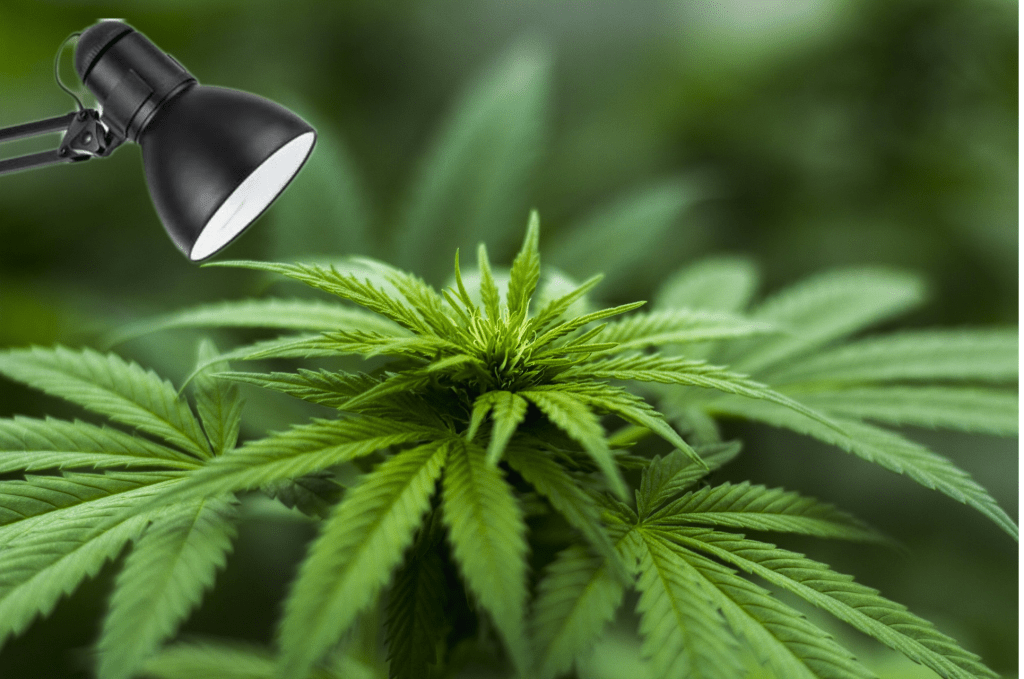 Is CBL a cannabinoid